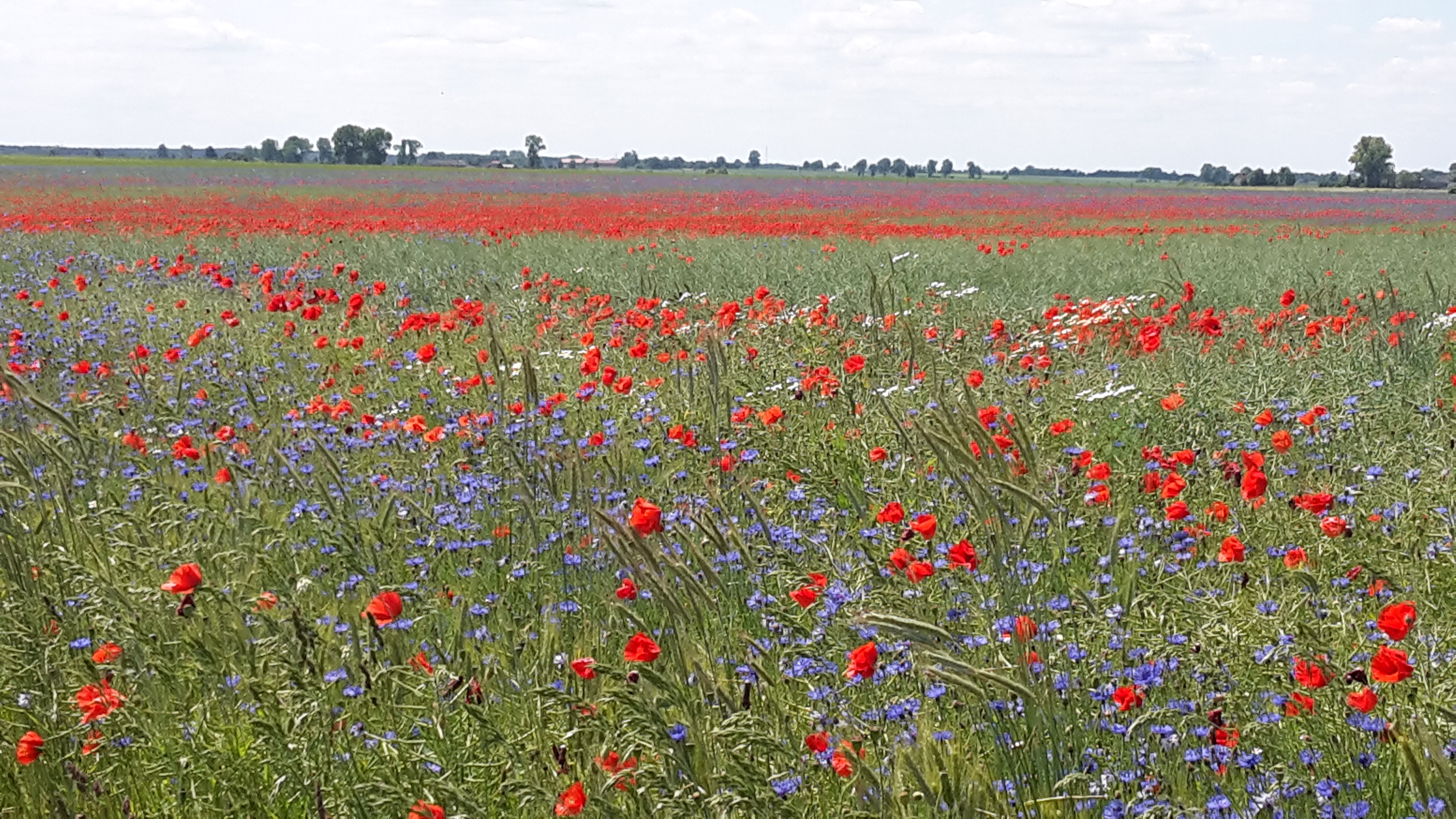 TDB2015 – Day5: rural poland | TWIKE 560's adventures